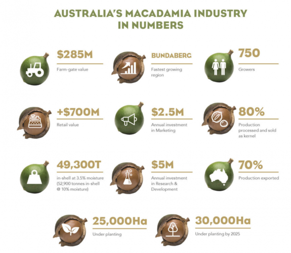 Macadamia growing and supply: your top questions answered - Australian ...