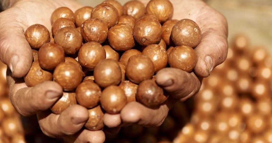 Macadamia growing and supply: your top questions answered - Australian ...