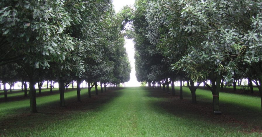2018 Australian macadamia crop above industry expectations - Australian ...