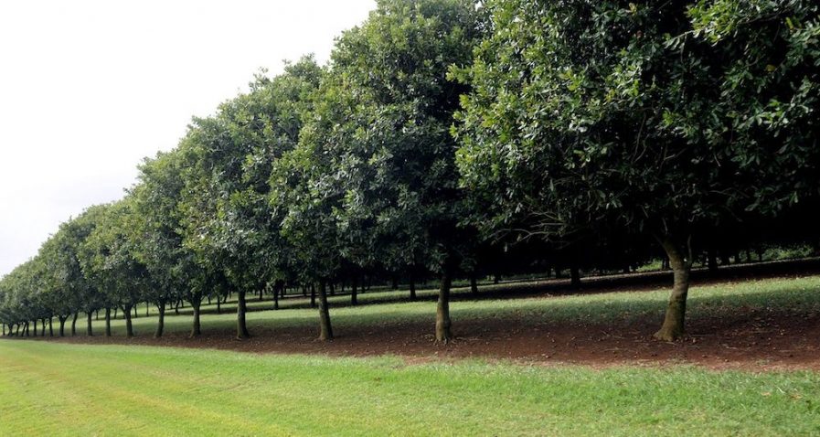 2017 Australian macadamia crop reaches 46,000 tonnes in-shell ...