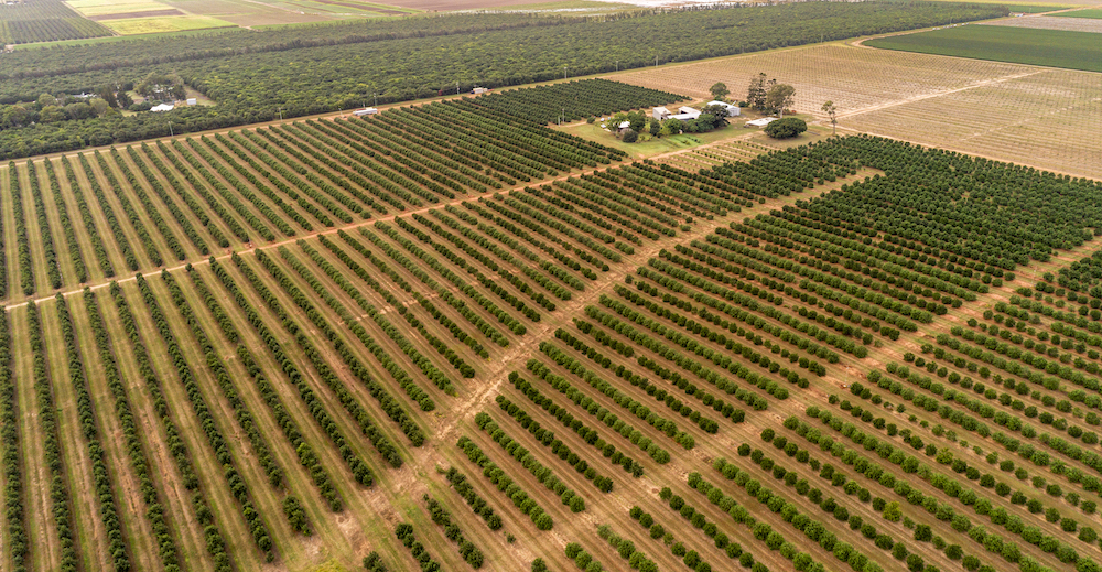 2021 Australian macadamia crop exceeds expectations - Australian Macadamias