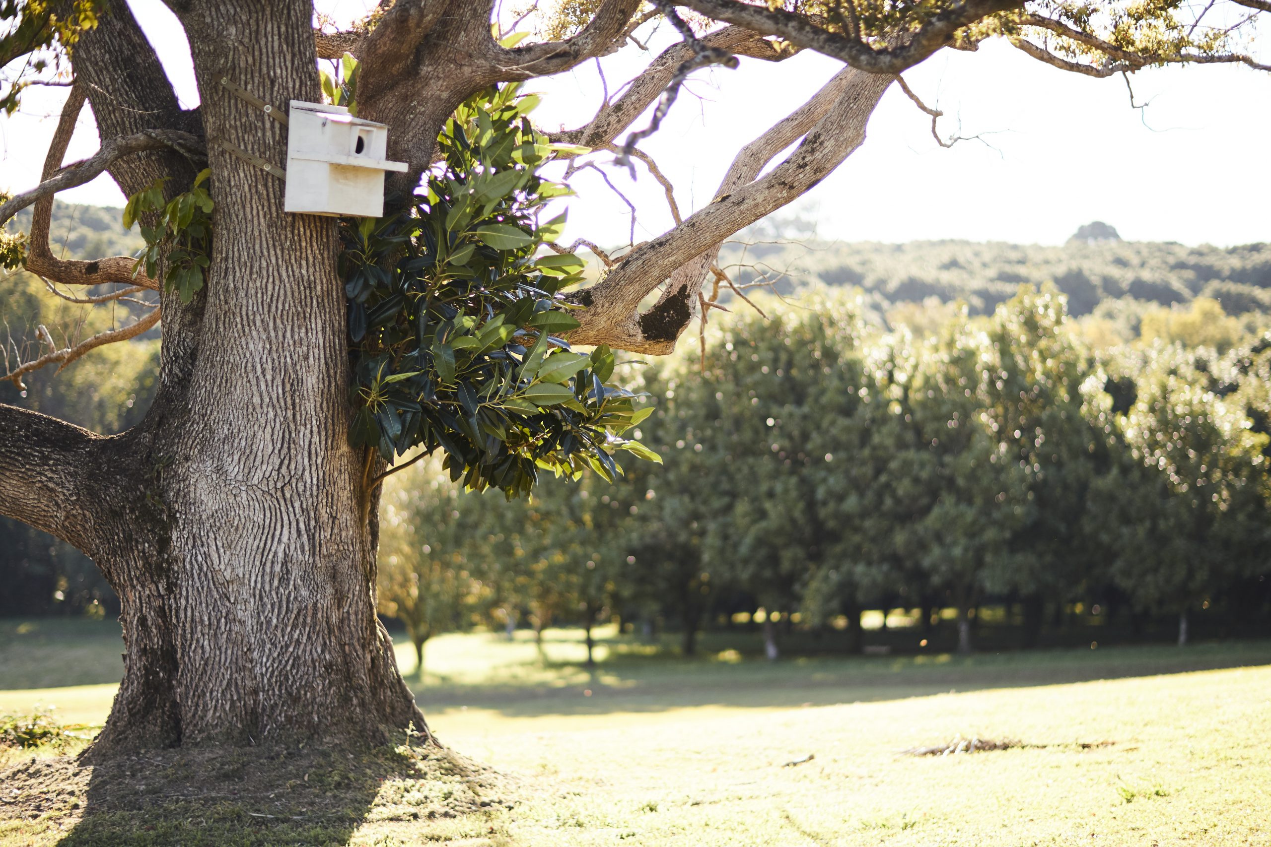 Biodiversity - Australian Macadamias