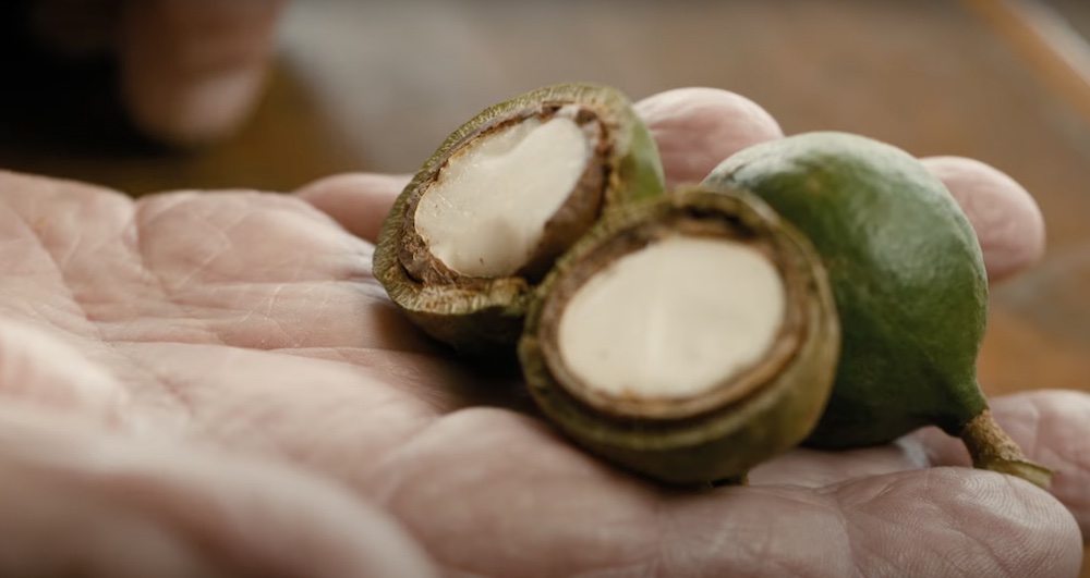 Wild macadamia conservation in the spotlight in latest video campaign ...