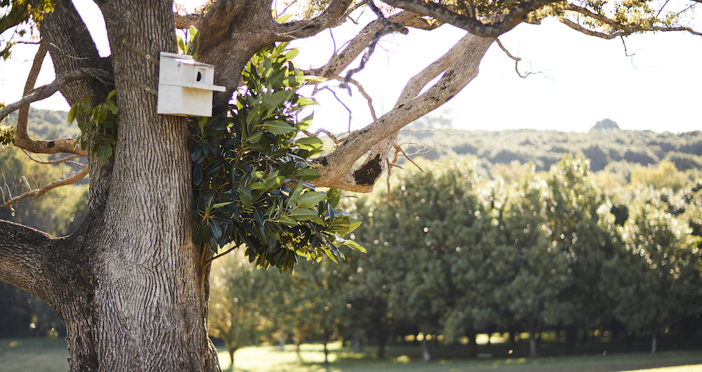 Biodiversity - Australian Macadamias