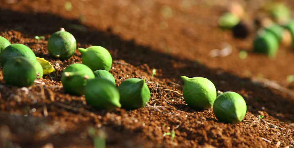 Australian macadamia growers deliver higher than anticipated crop ...
