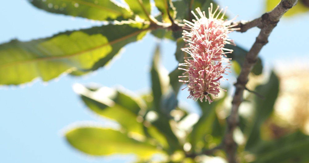 National Recovery Plan a new tool in Australia’s battle to save ...