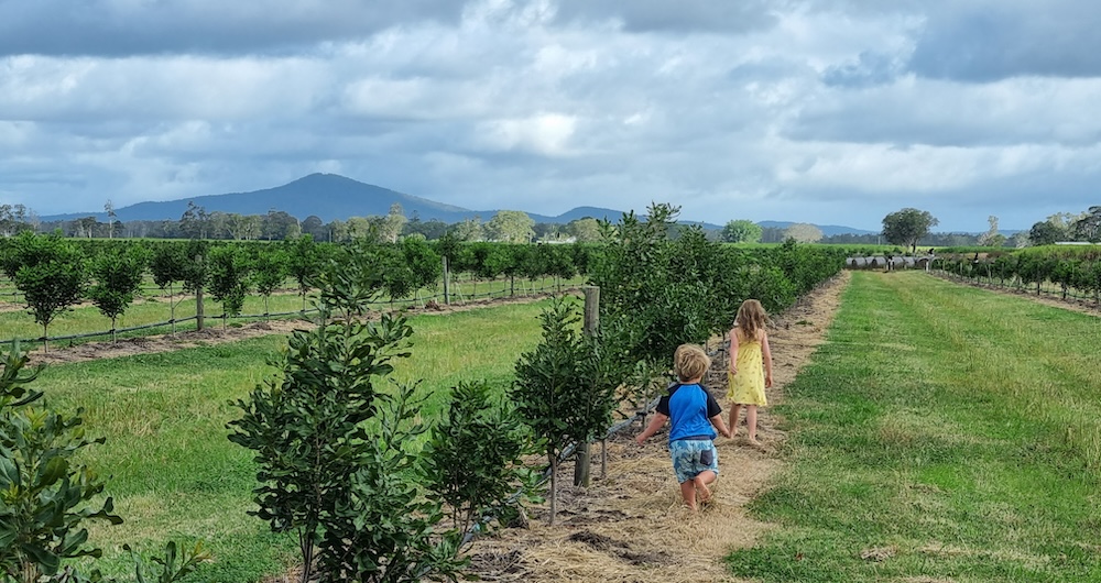 Meet the people behind Australia’s macadamia harvest - Australian ...