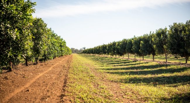 5 surprising facts about Australia’s 2 main macadamia growing regions ...