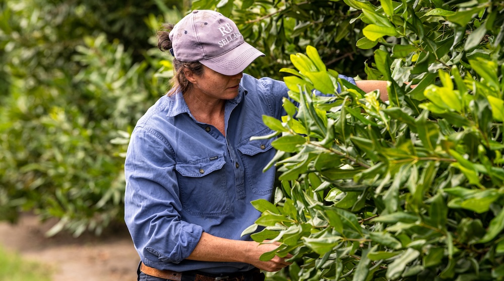 5 surprising facts about Australia’s 2 main macadamia growing regions ...